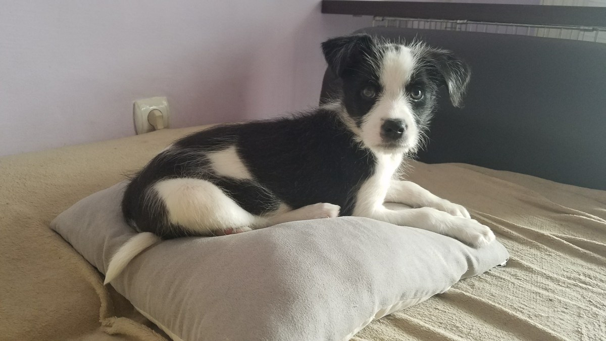 Caring for Dogs in Romania | Keeping up with the Carpathians